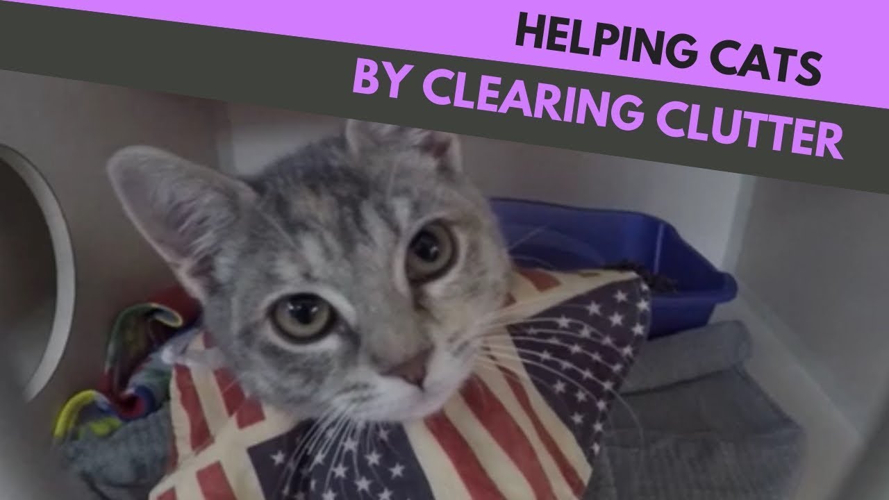 How we helped animals by clearing our clutter: Minimalism Series - YouTube