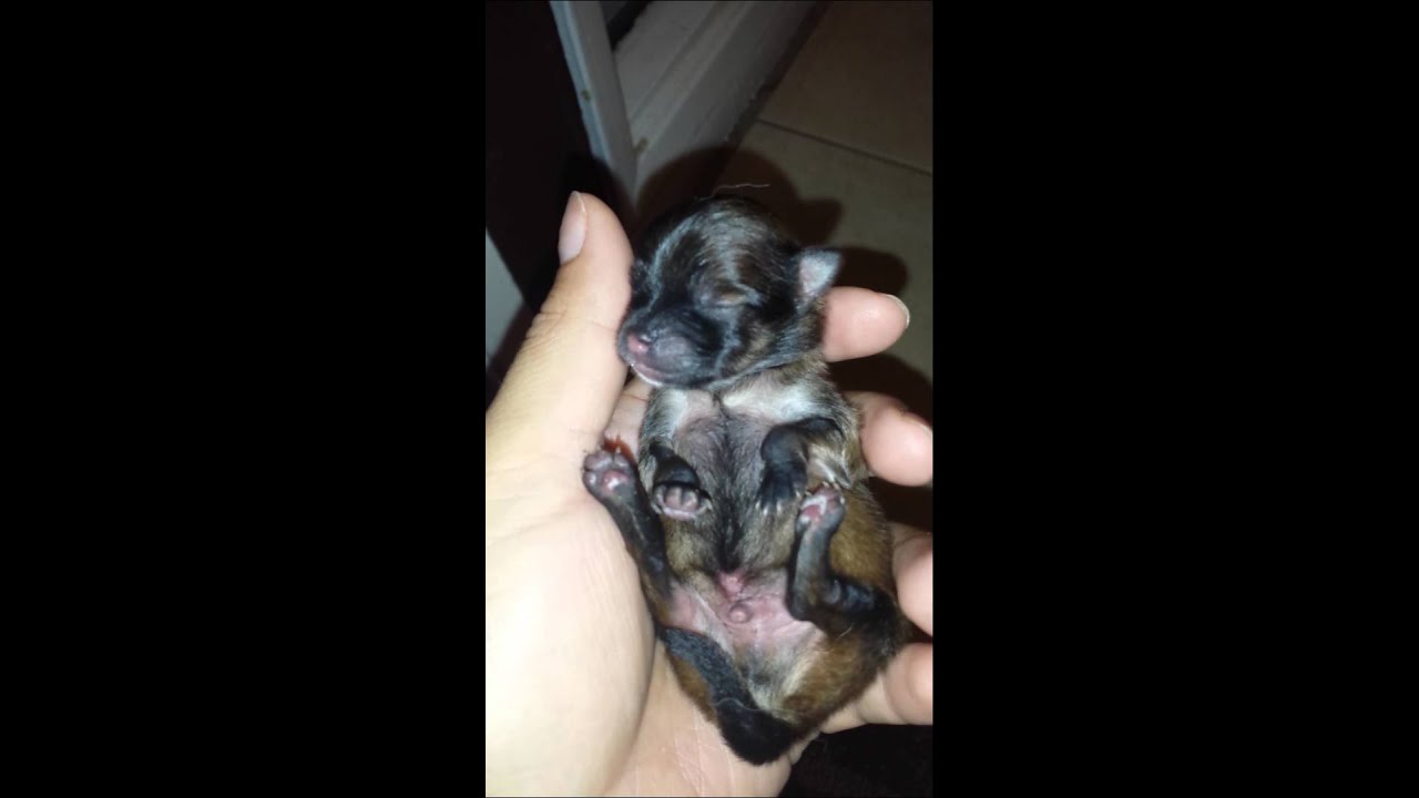 Pomeranian puppy crying - YouTube