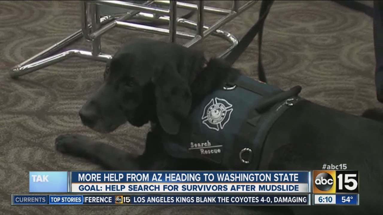 Arizona rescue dogs heading to Washington to help search reliefs - YouTube