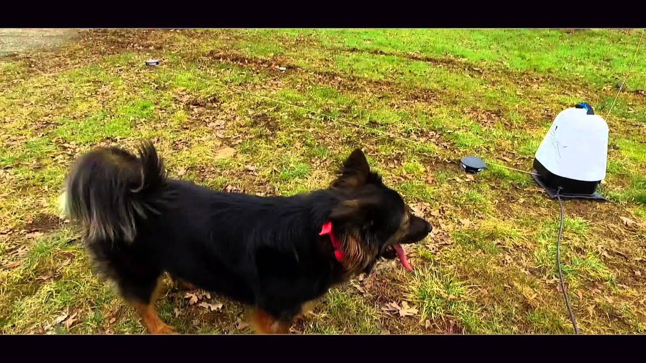 High Prey Drive Training Program in Virginia! Dog Chases Animals, Bikes ...