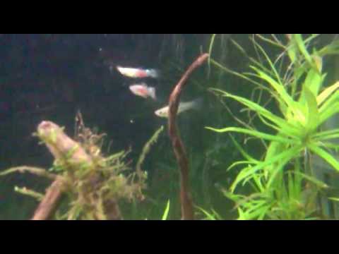 wild caught endler guppies! - YouTube