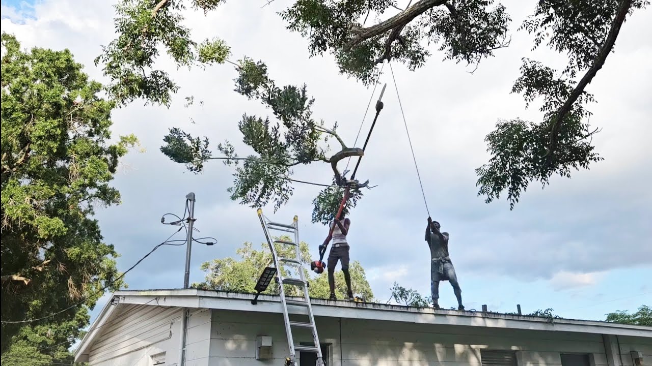 How to Cut Tree Branches over your Roof like a pro 😎 - YouTube