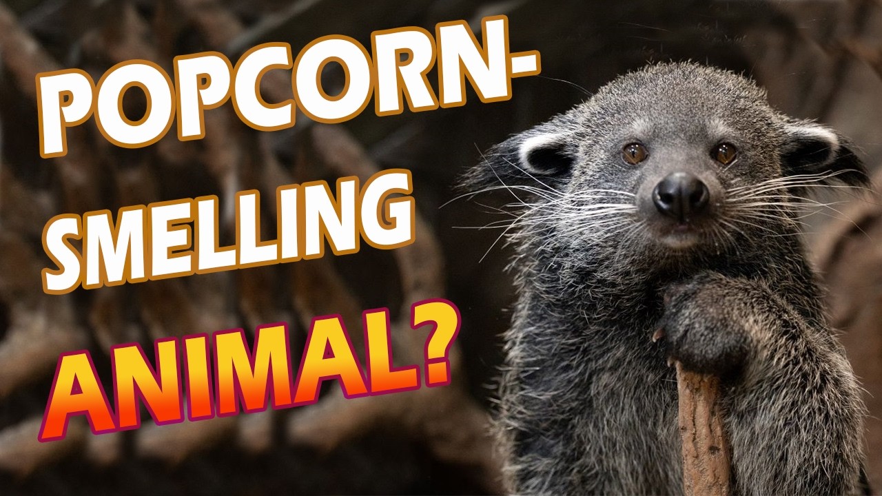 Bearcat | The Popcorn-smell Wonder of the Jungle! - YouTube