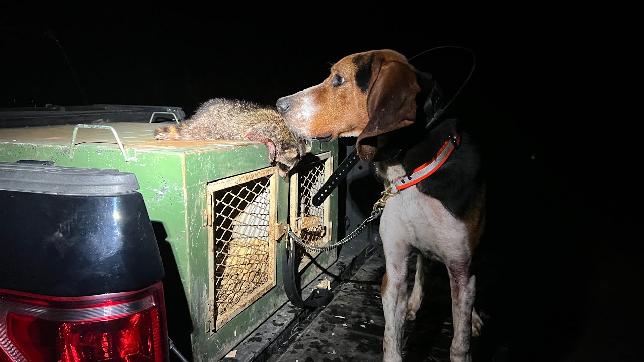 COON HUNTING: 8-MONTH-OLD PUP TREES FOR THE FIRST TIME - YouTube