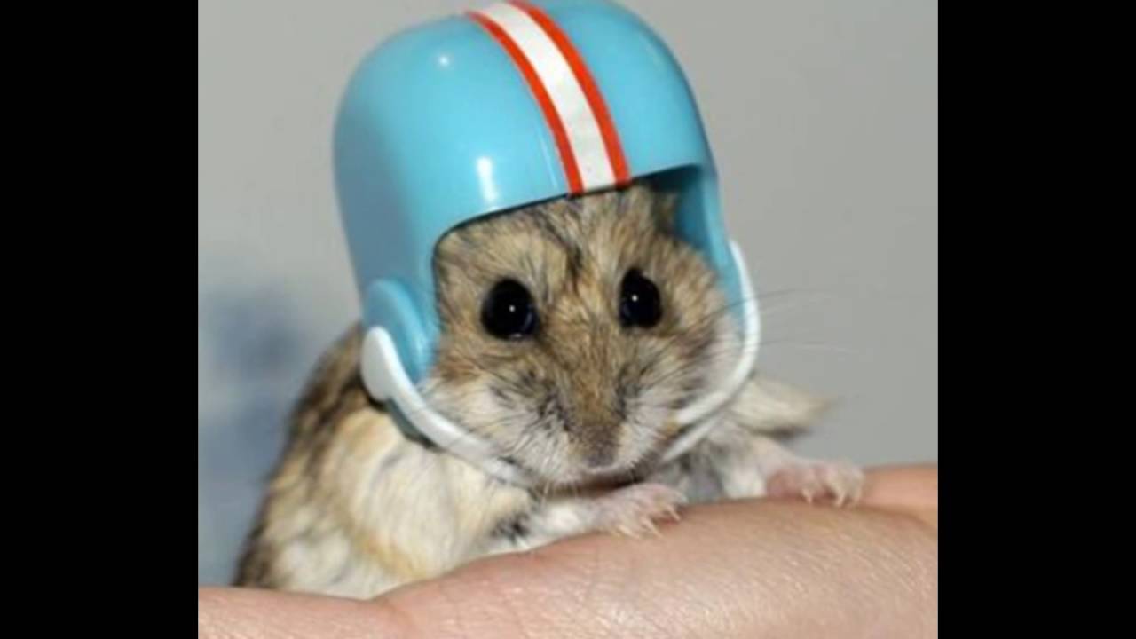 Śmieszne chomiki - YouTube