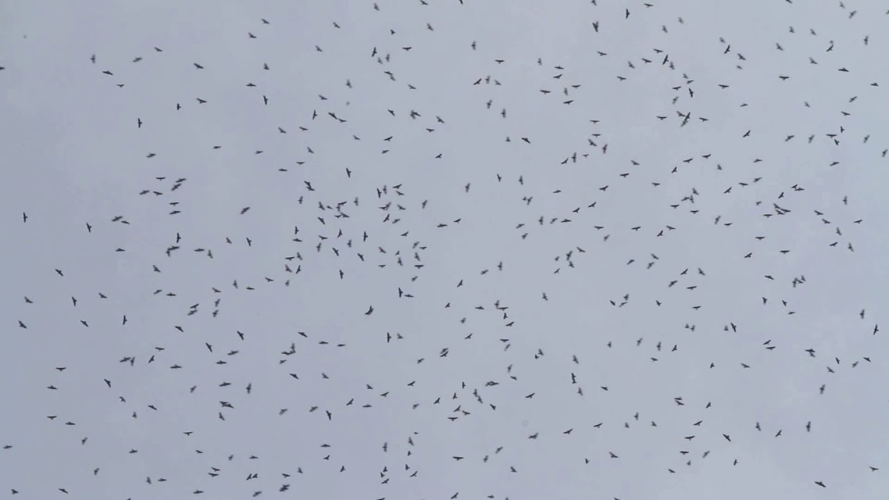 Broad-winged Hawks (soaring) - YouTube