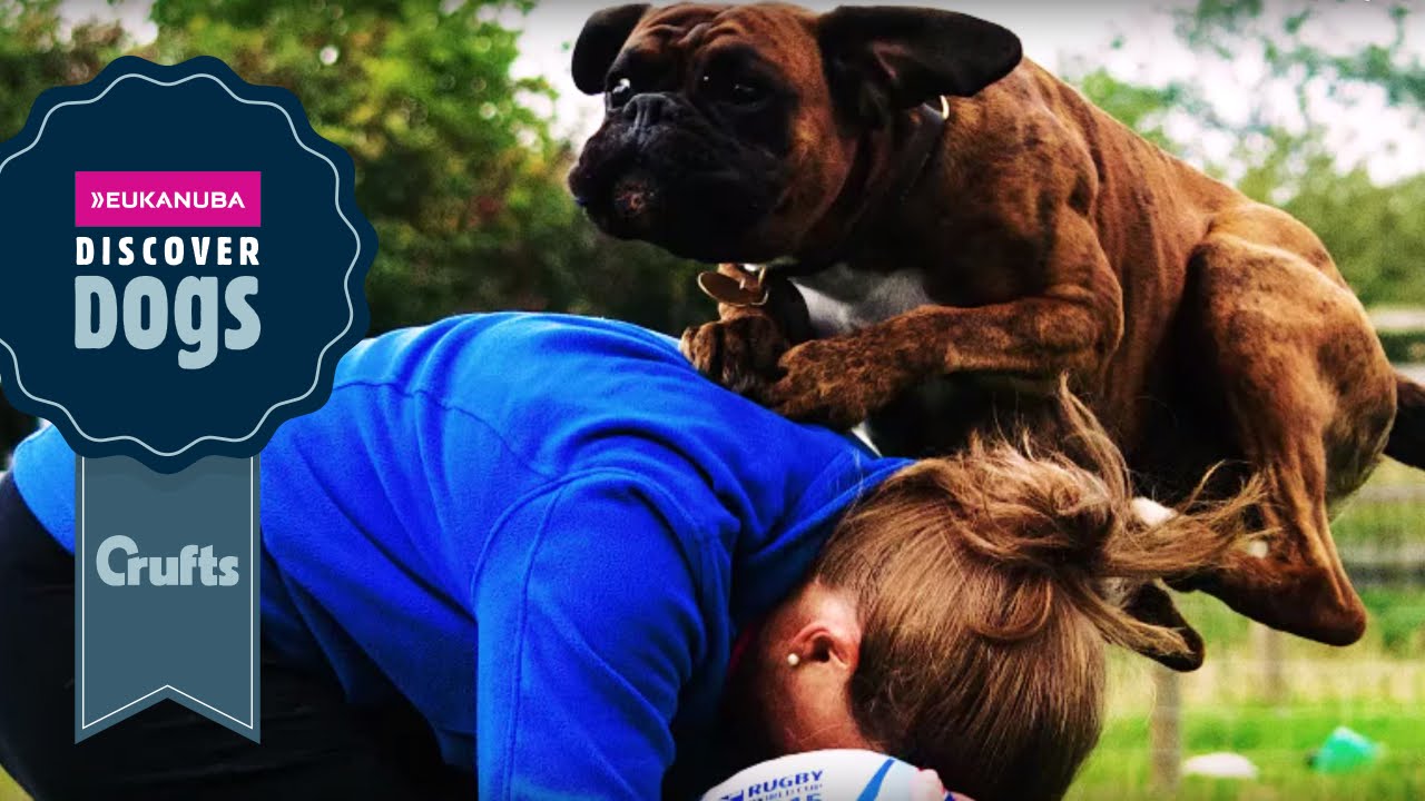 The Canine Rugby World Cup is going to the Dogs! | Discover Dogs 2015 ...