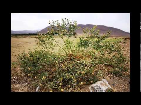 Sederek Rayonu (Ali Huseynov)