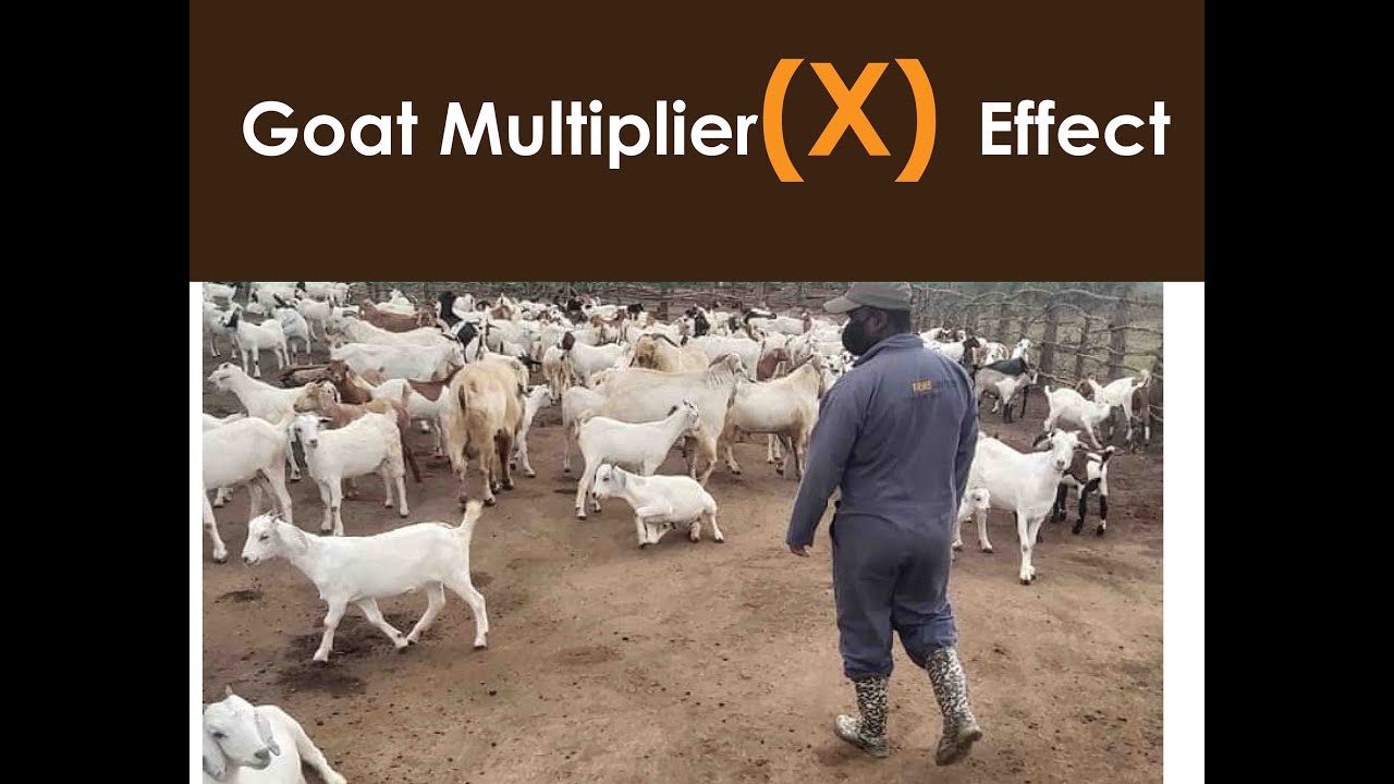 Goat Multiplier effect Metrics that will ensure Sustainability of your ...