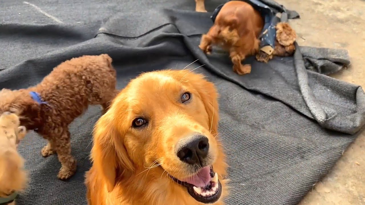 No More Homeless Stray Dogs, Shelter Dogs Enjoying the Sun - YouTube