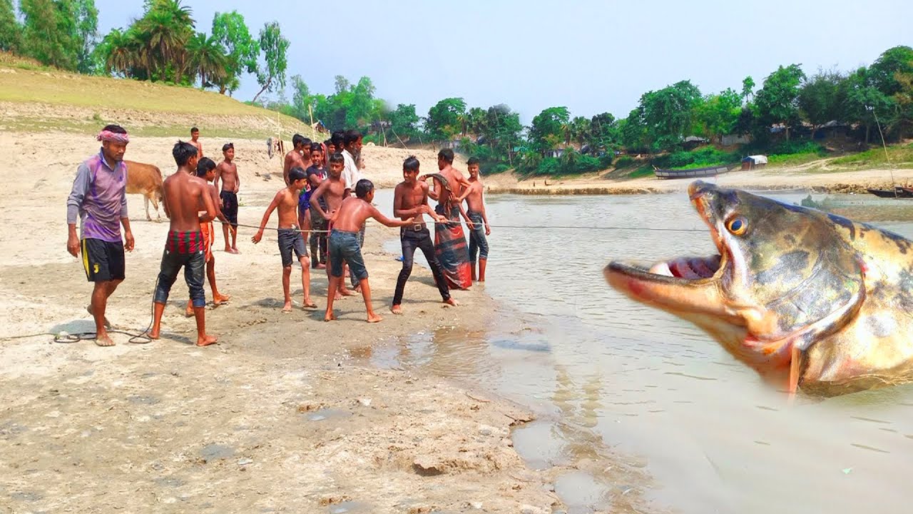 বোয়াল মাছ ধরার অবিশ্বাস্য কৌশল। জাল দ্বারা বড় বোয়াল মাছ ধরা ...