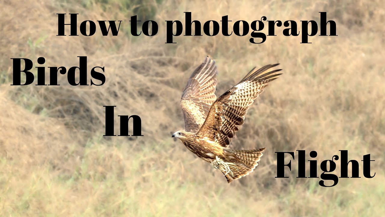 How to Photograph Birds in Flight | Camera setting Tips & Tricks #birds ...