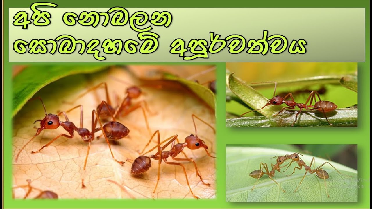 api nobalana sobadahama.dimiya gana wisthara.සොබාදහමේ සුන්දරත්වය. - YouTube