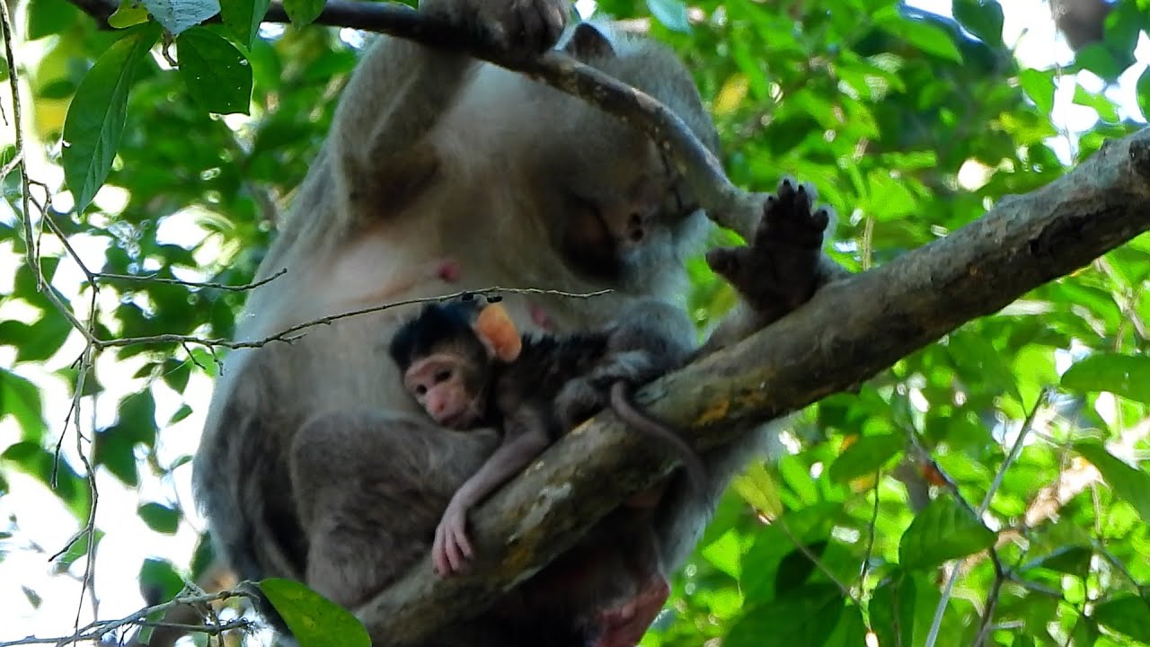 Momma Brianna Gave Birth to a cute Baby Monkey Boy Named Boran - YouTube