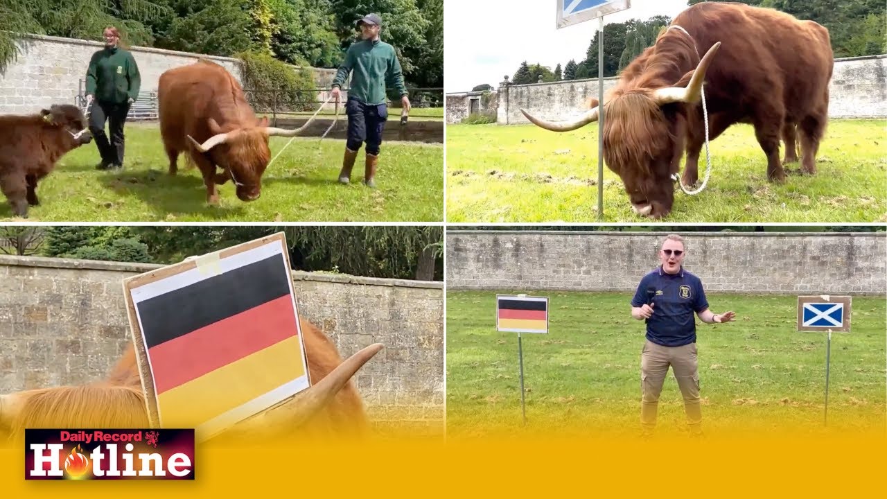 Scotland at Euro 2024: Alma the psychic Highland Cow predicts Scotland ...
