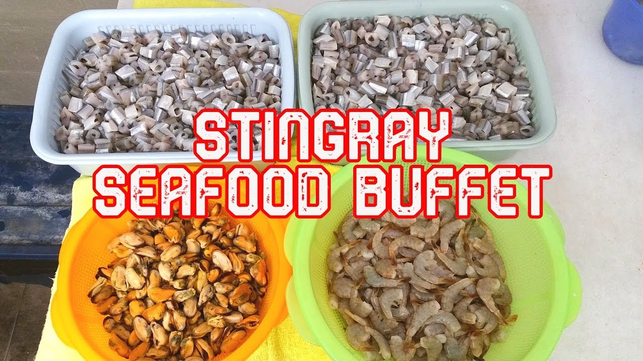 STINGRAY FEEDING - Are your RAYS getting a BALANCED DIET? - YouTube