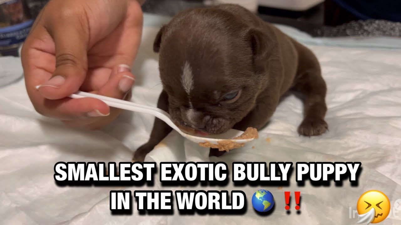 SMALLEST EXOTIC BULLY PUPPY IN THE WORLD 🌎 🤯🤧 - YouTube