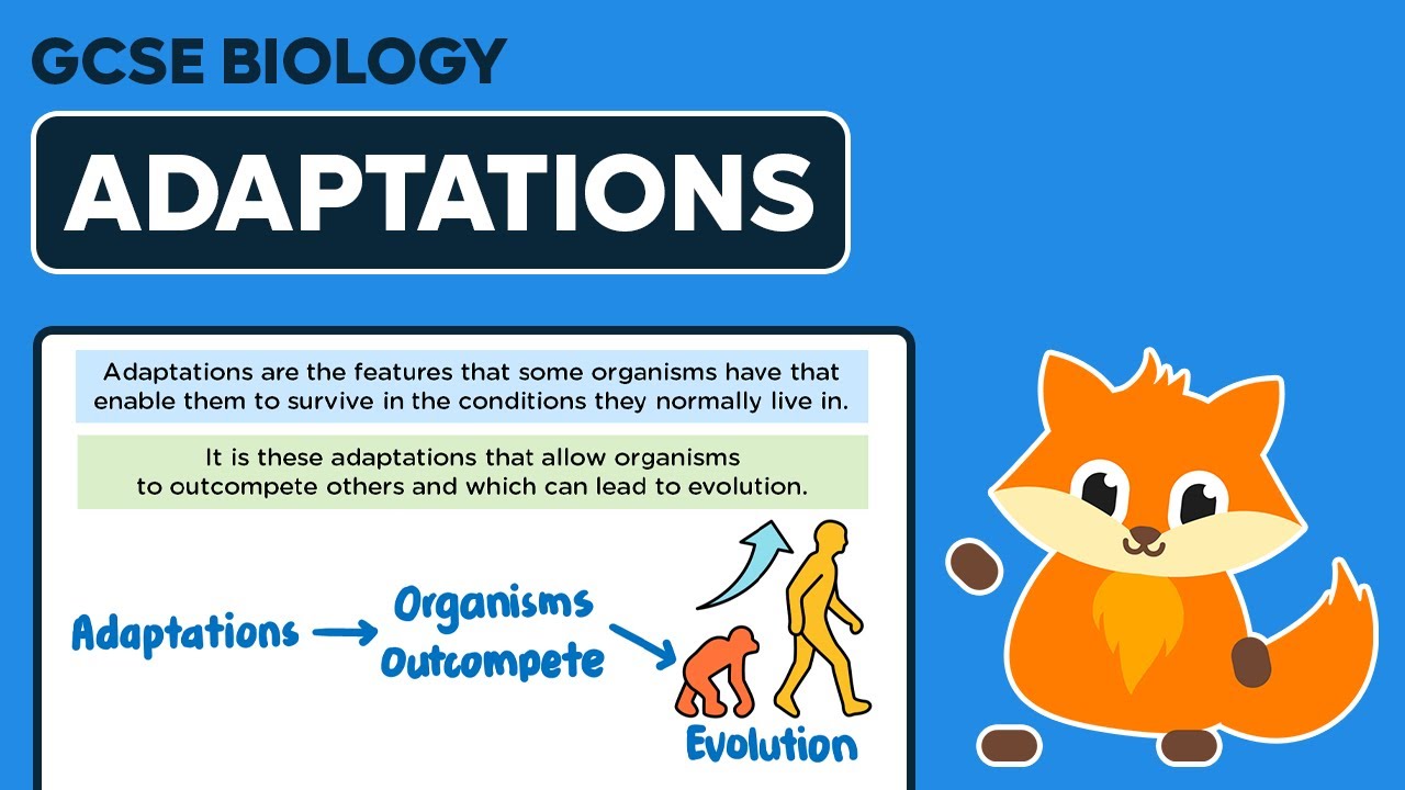 Adaptations - GCSE Biology - YouTube