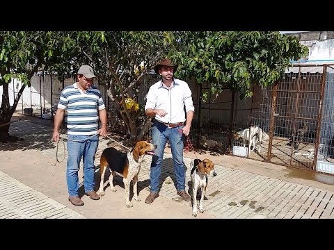 Filhotes Naia x Charuto ( Fox Hound Americano) - YouTube