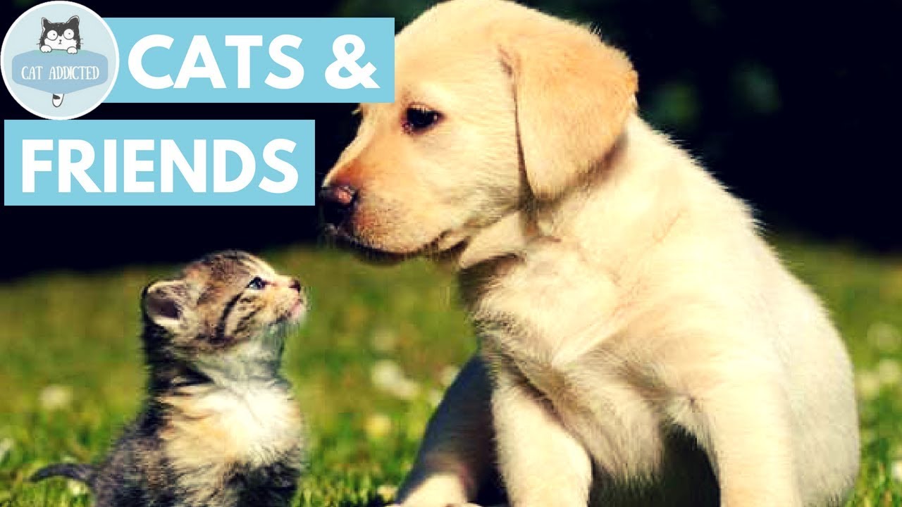 Cute Cats With Adorable Friends - YouTube