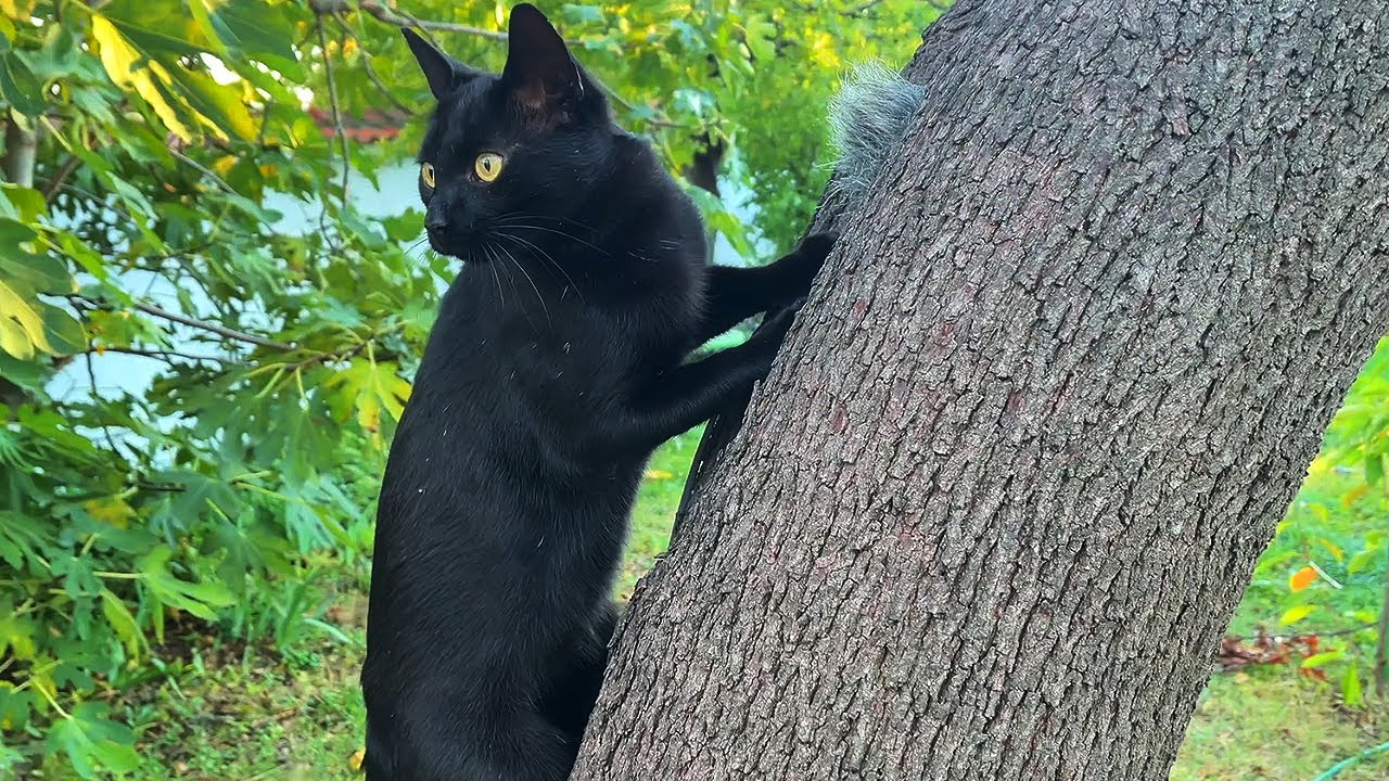 An Autumn Evening With Two Funny Cats - YouTube