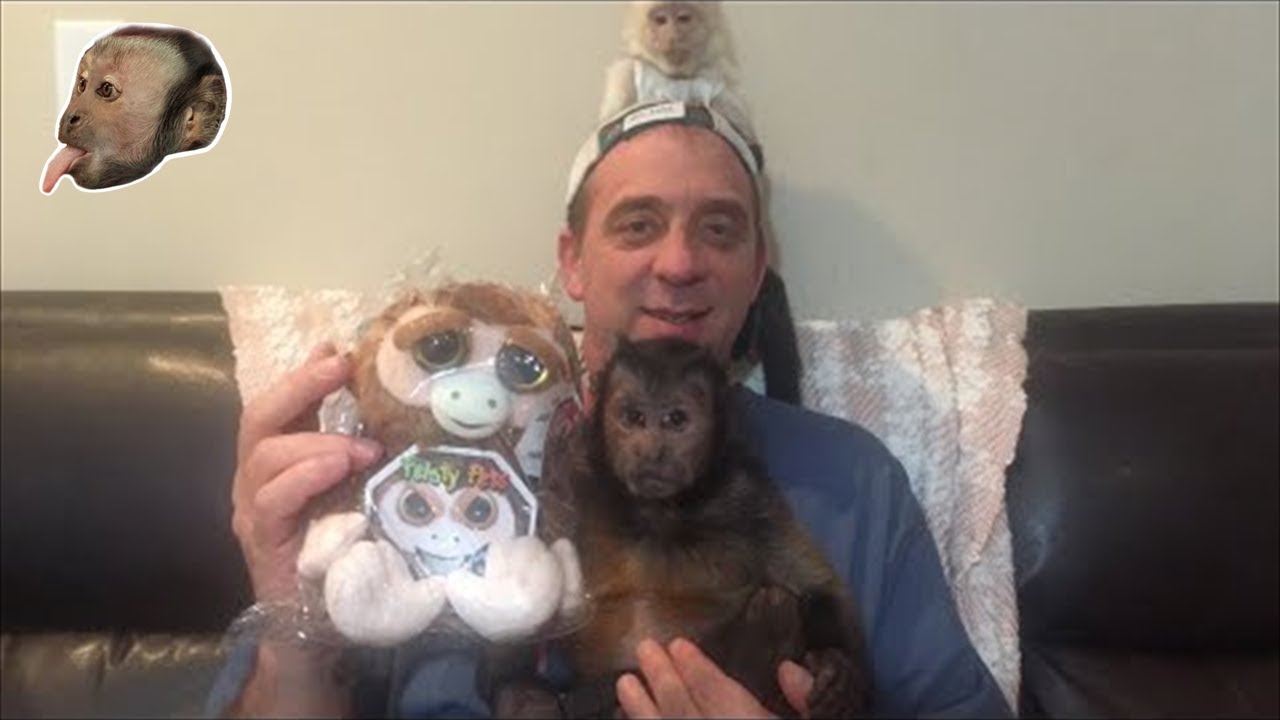 Capuchin MonkeyBoo Fiesty Pet's Giveaway - YouTube