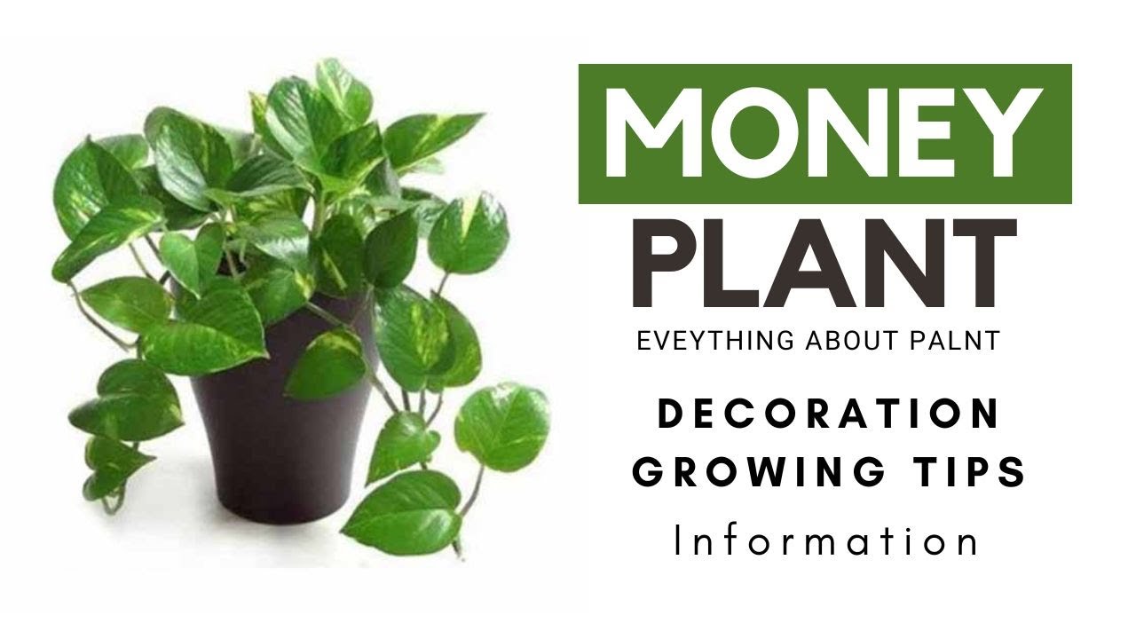 money plant decoration,growing tips and information - YouTube