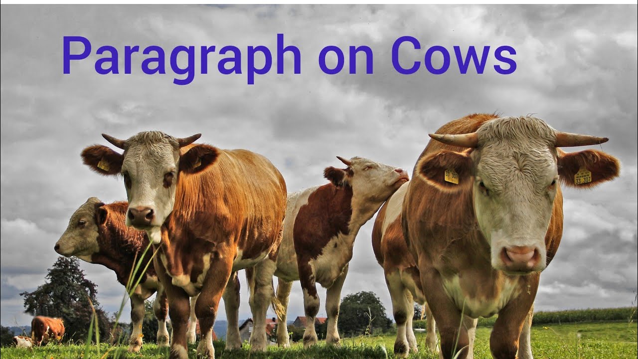 Paragraph on My cow/My cow paragraph/Mairi gaey paragraph/Learn English ...