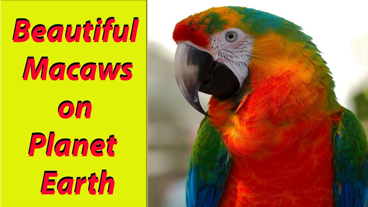 Most Beautiful Macaws in The World || Beautiful Macaws on Planet Earth ...
