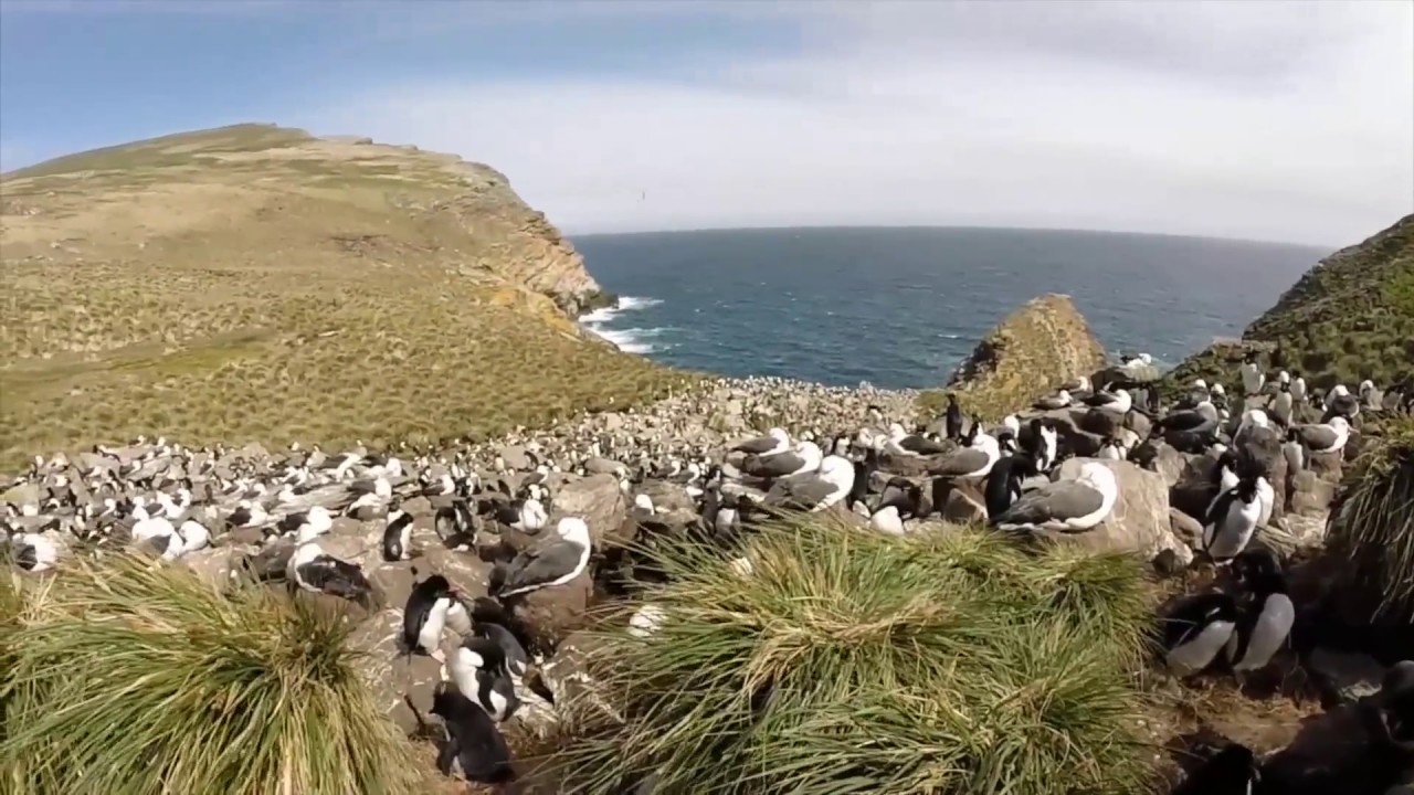 The Falklands - Wildlife, Scenery & Heritage - YouTube