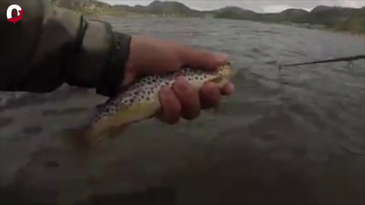 Fly Fishing - SİNEK OLTA İLE KIRMIZI BENEKLİ ALABALIK AVI - YouTube