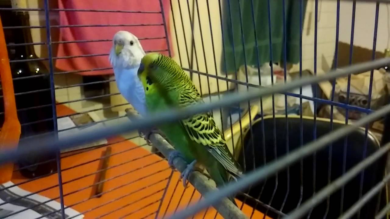 Mis nuevos Cotorritos Australianos (del amor) - YouTube