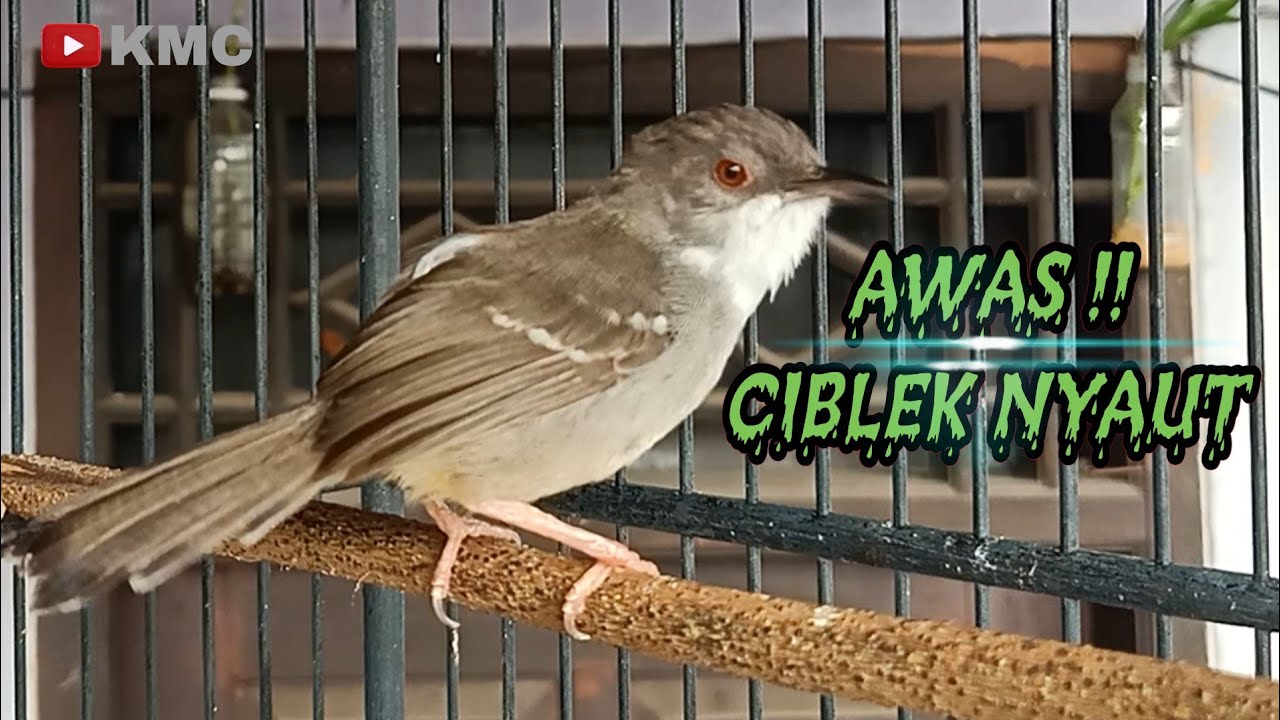 ciblek semi gacor, putar SETIAP HARI agar ciblek semi cepat gacor - YouTube