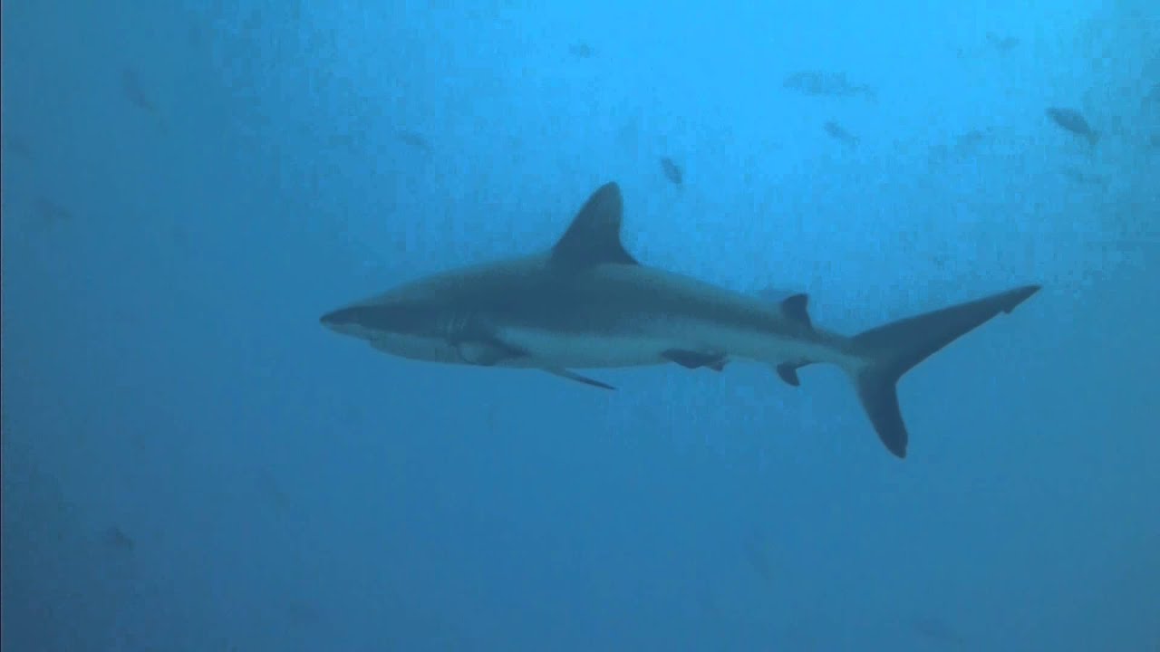 Palau Sharks @ Blue Corner 6 - YouTube