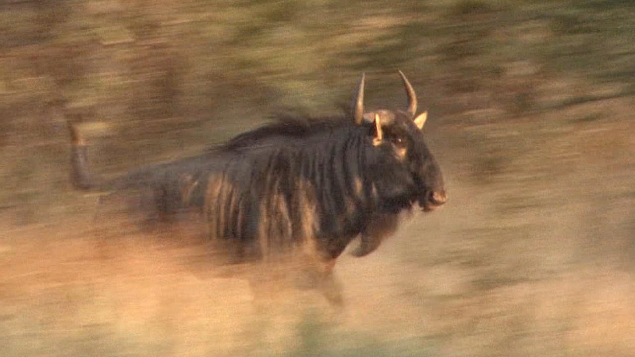Hunting the Blue Wildebeest - YouTube