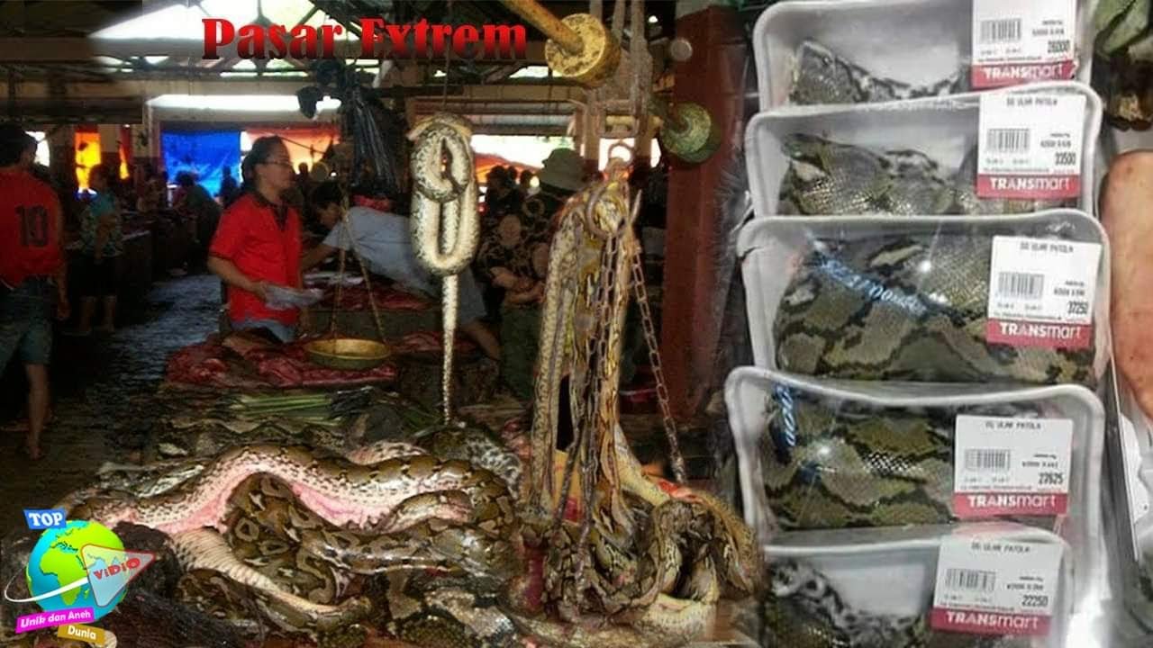 Ngeri!! Daging Ular Piton Raksasa Dijual Bebas Di Pasar Tradisional Dan ...