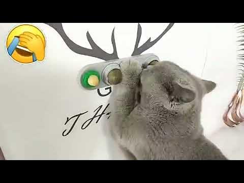 Лакомство для кошек/Мятные шарики на стену - YouTube
