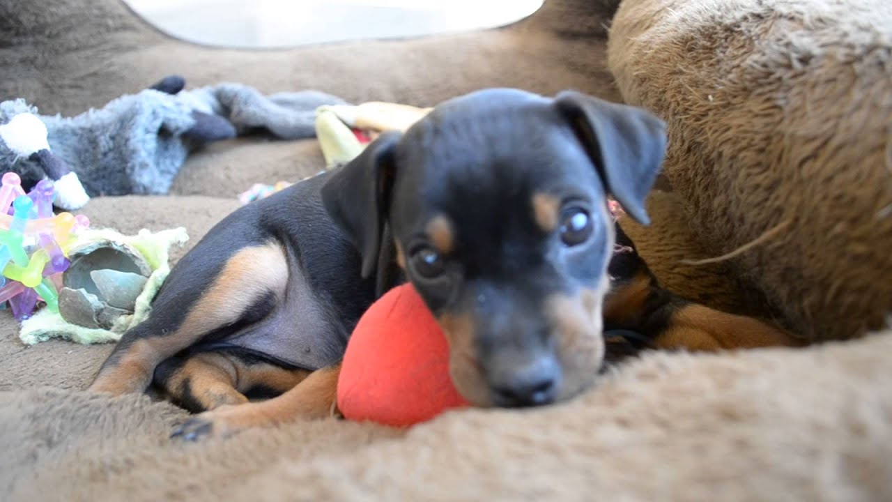 Miniature Pinscher female pup playing @ 6 weeks old - YouTube