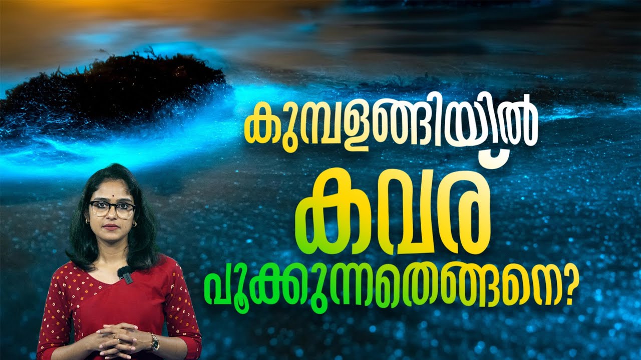 കുമ്പളങ്ങിയിലെ കവര്‌; പ്രകൃതിയുടെ ബയോലൂമിനസെൻസ് മാജിക് | What is ...