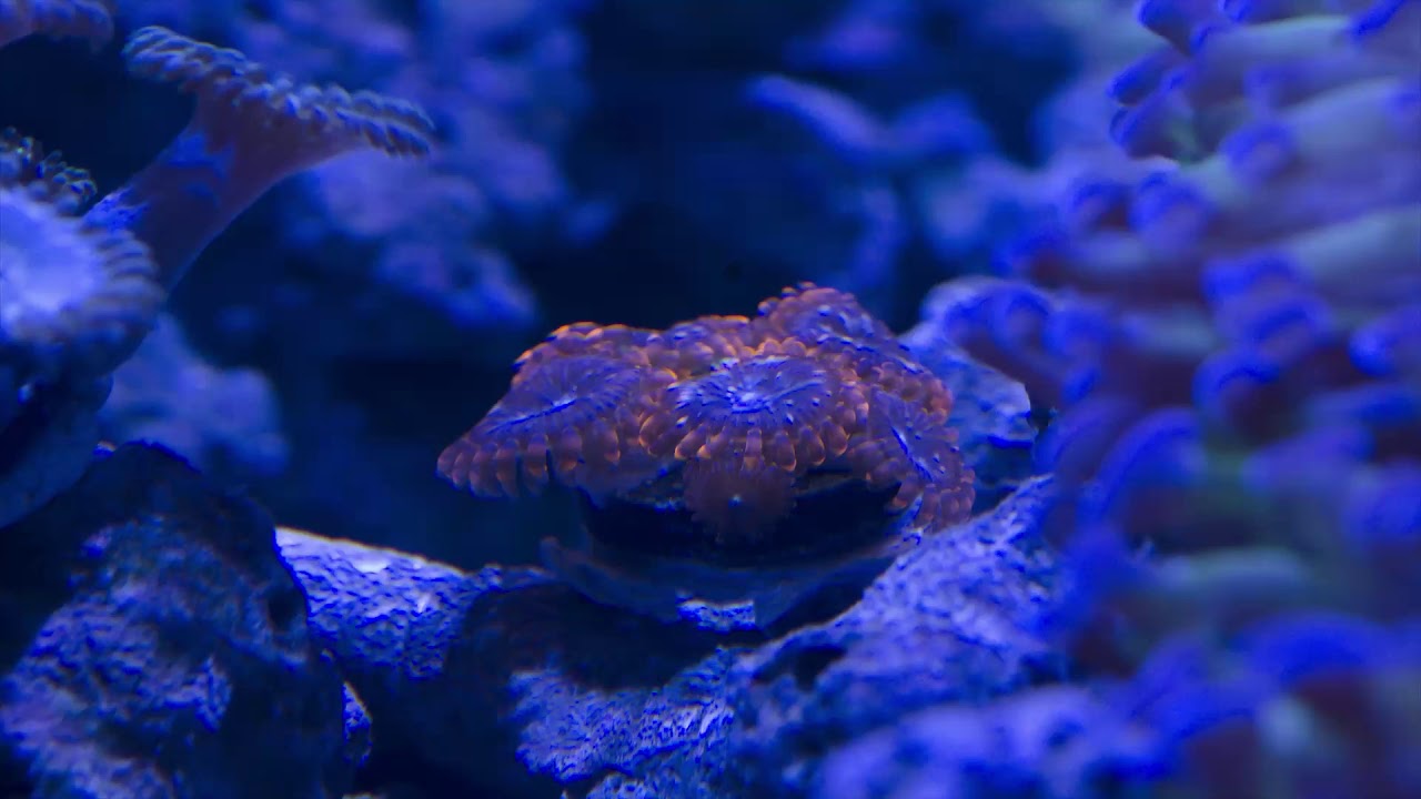 Gorgeous Utter Chaos Zoanthid Time Lapse! - YouTube