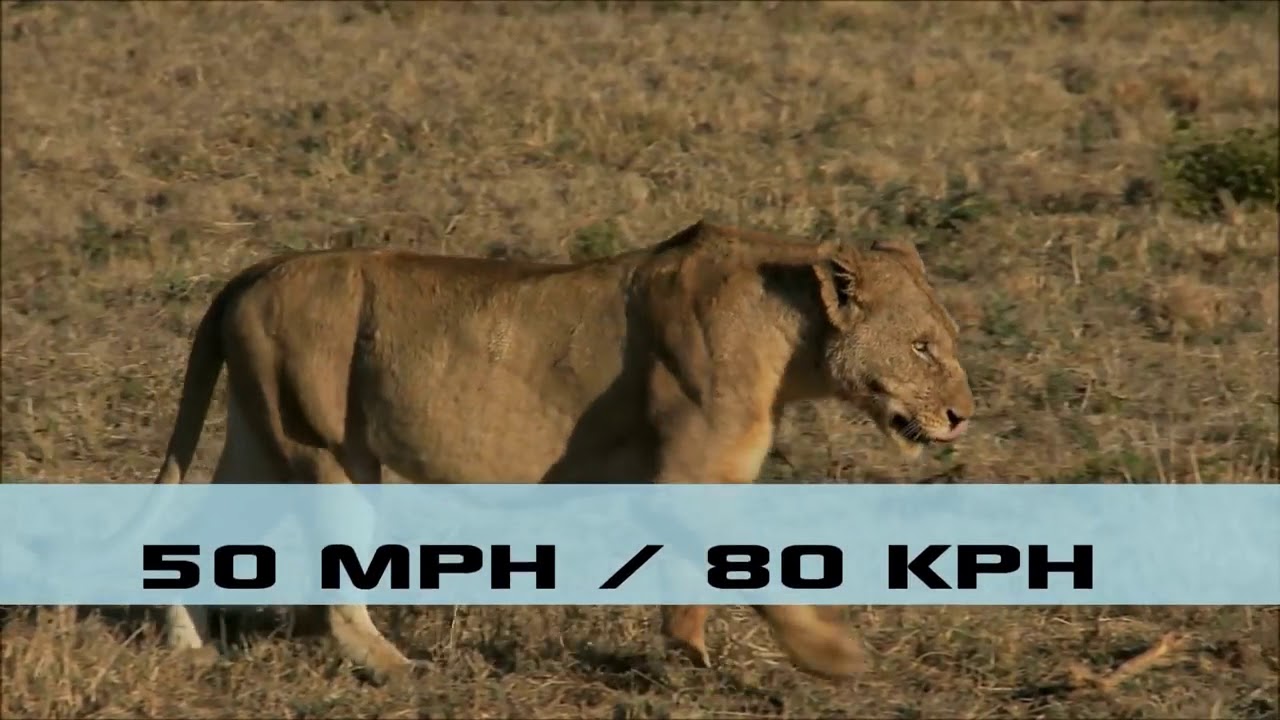 Top 10 Fastest Animals in the World Fastest Runners in the Animal ...