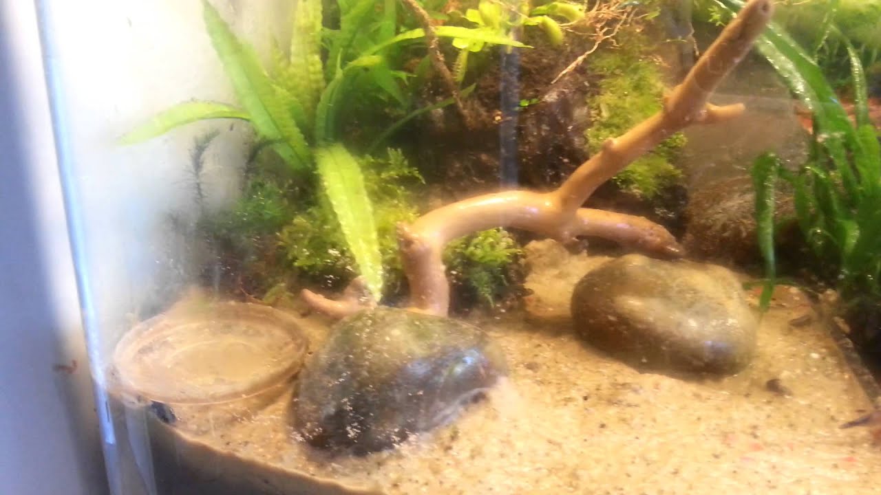 Mudskipper tank - YouTube