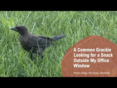 A Common Grackle Looking for a Snack Outside My Office Window ...