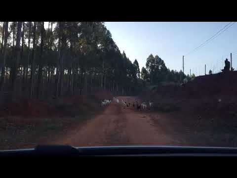 Goats on The Road, Pigg's Peak, Swaziland - YouTube