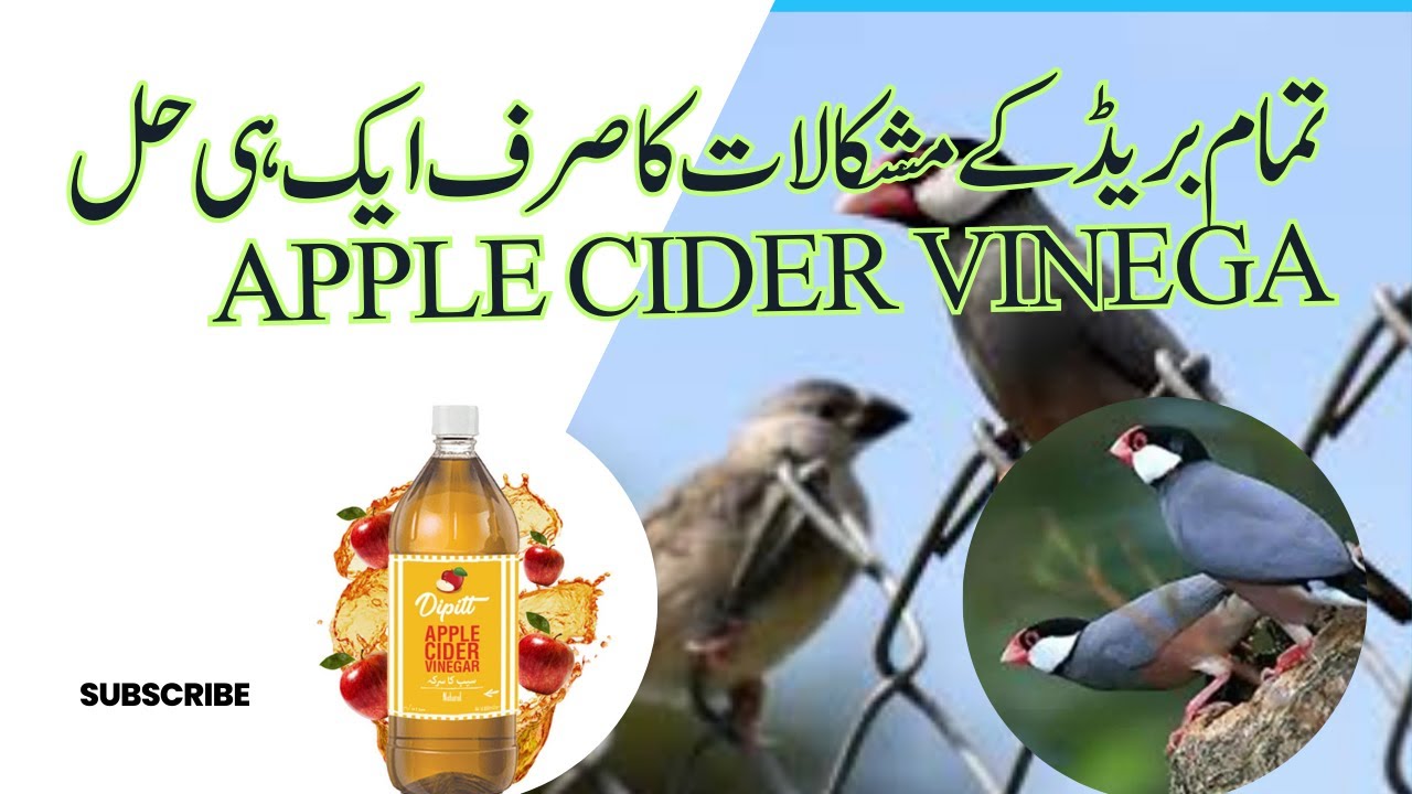 All java sparrow price 2025 | fawn jawa opal java white java silver java price - YouTube