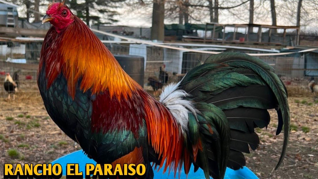 Hatch Grey Kelso - RANCHO EL PARAISO - YouTube