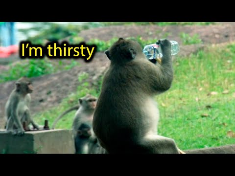 What Do Spider Monkeys Eat And Drink