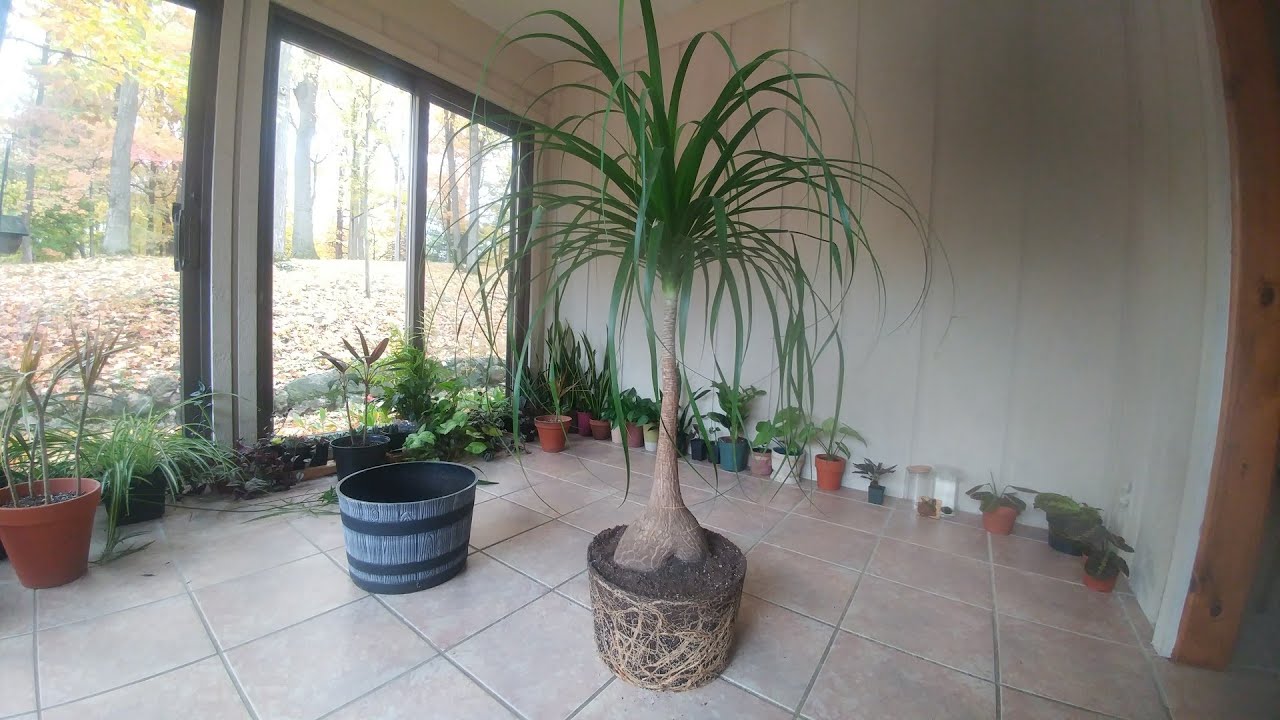Ponytail Palm Root Systems And Tips On Potting/Repotting Ponytail Palms ...