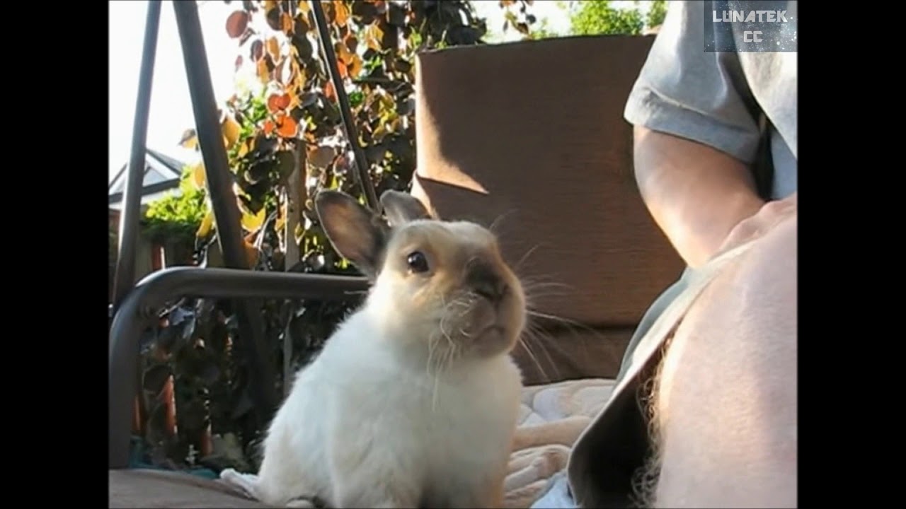 Cute Fluffy Bunny Sneeze - YouTube