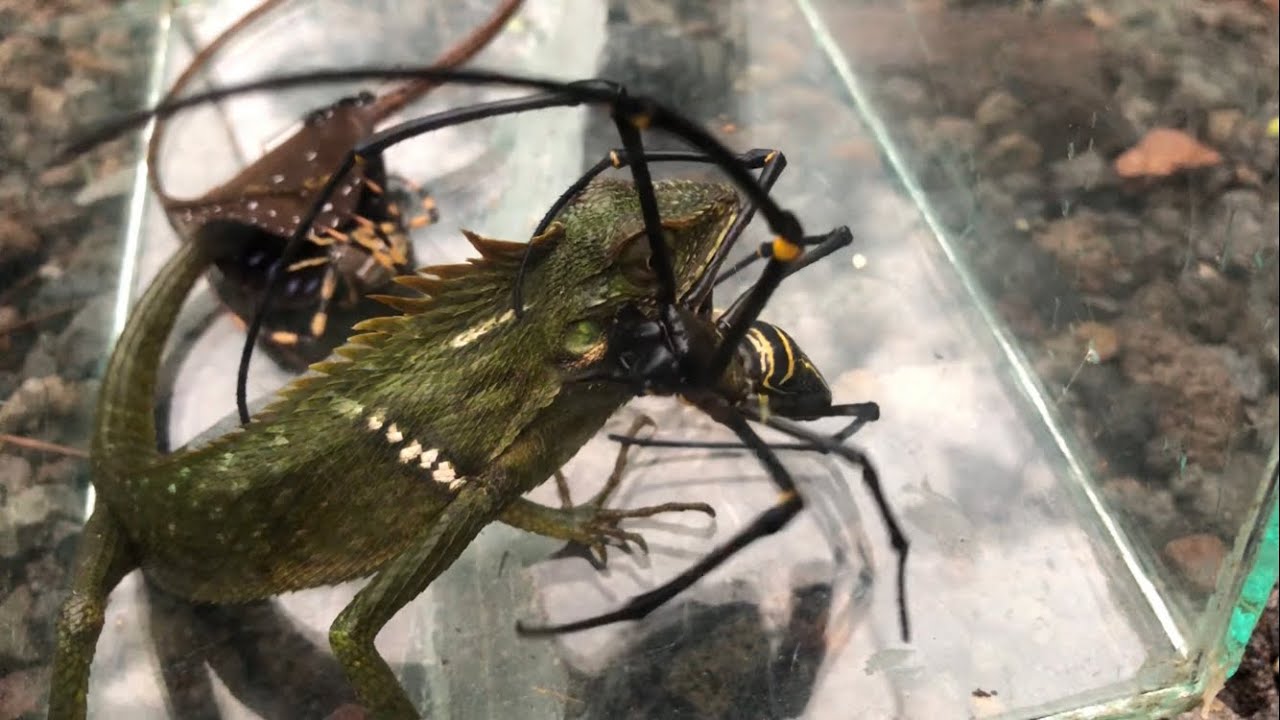 Chameleon and scorpion fight..!!! catch chameleon, golden orb spider ...